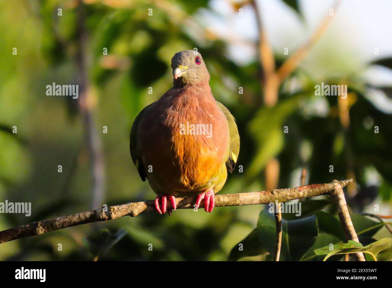 Pigeon Vert Banque d'image et photos - Alamy