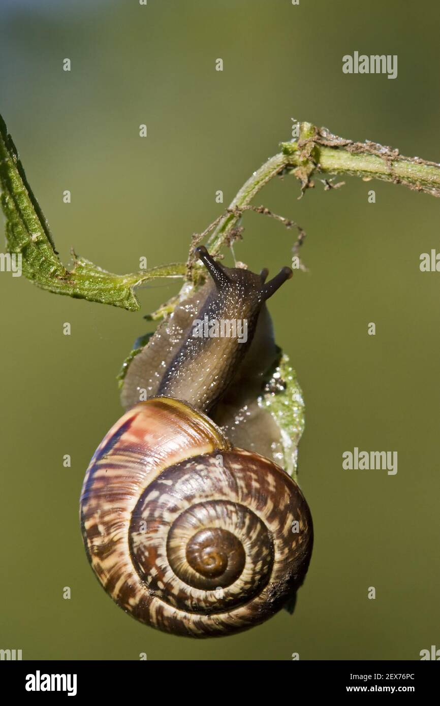 Escargots terrestres stylommatophora pulmonata Banque de photographies ...