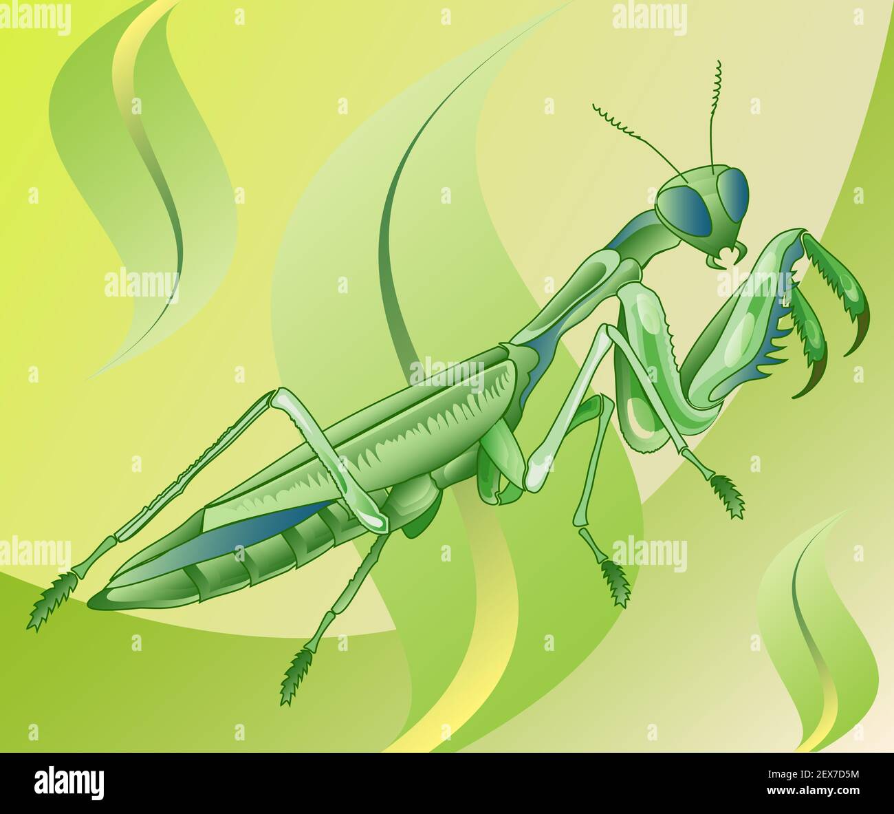 Ground mantis Banque de photographies et d’images à haute résolution ...