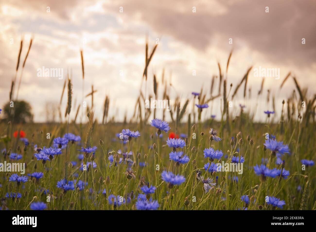 Les mais et les fleurs Banque de photographies et d’images à haute ...