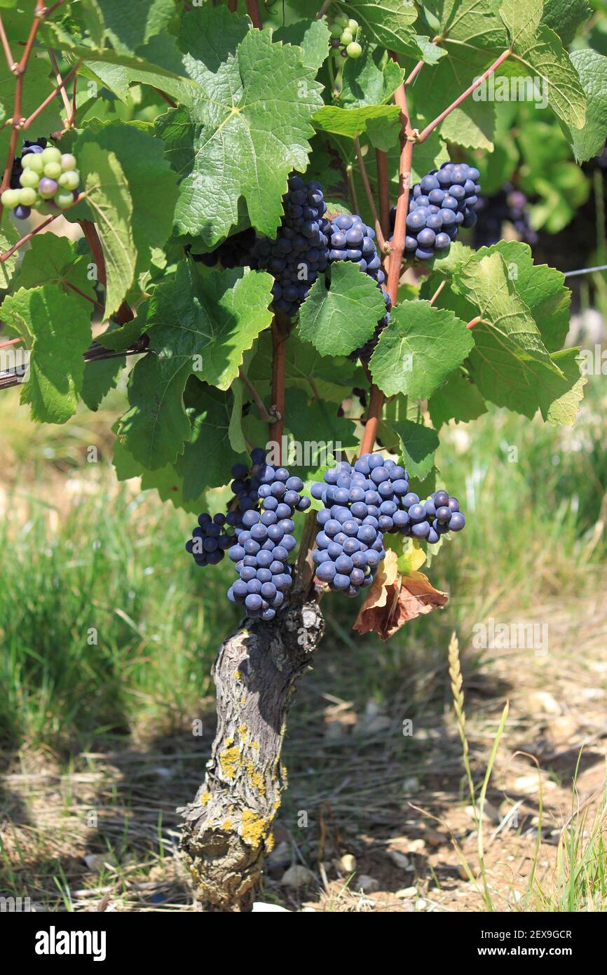 Pressoir presse vigne vigne Banque de photographies et d’images à haute ...