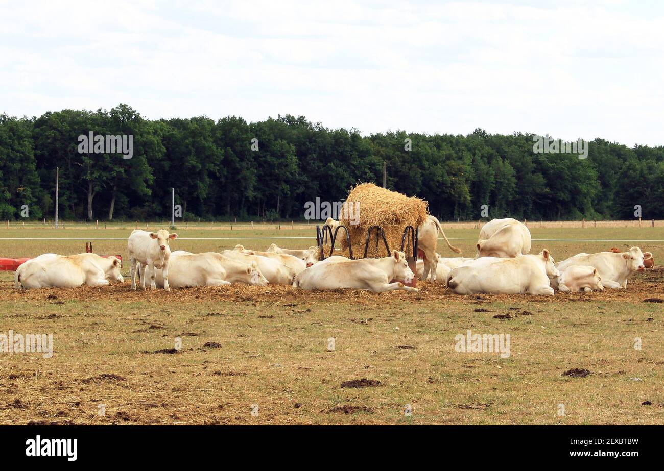 Vaches laitières eleveur Banque de photographies et d’images à haute ...