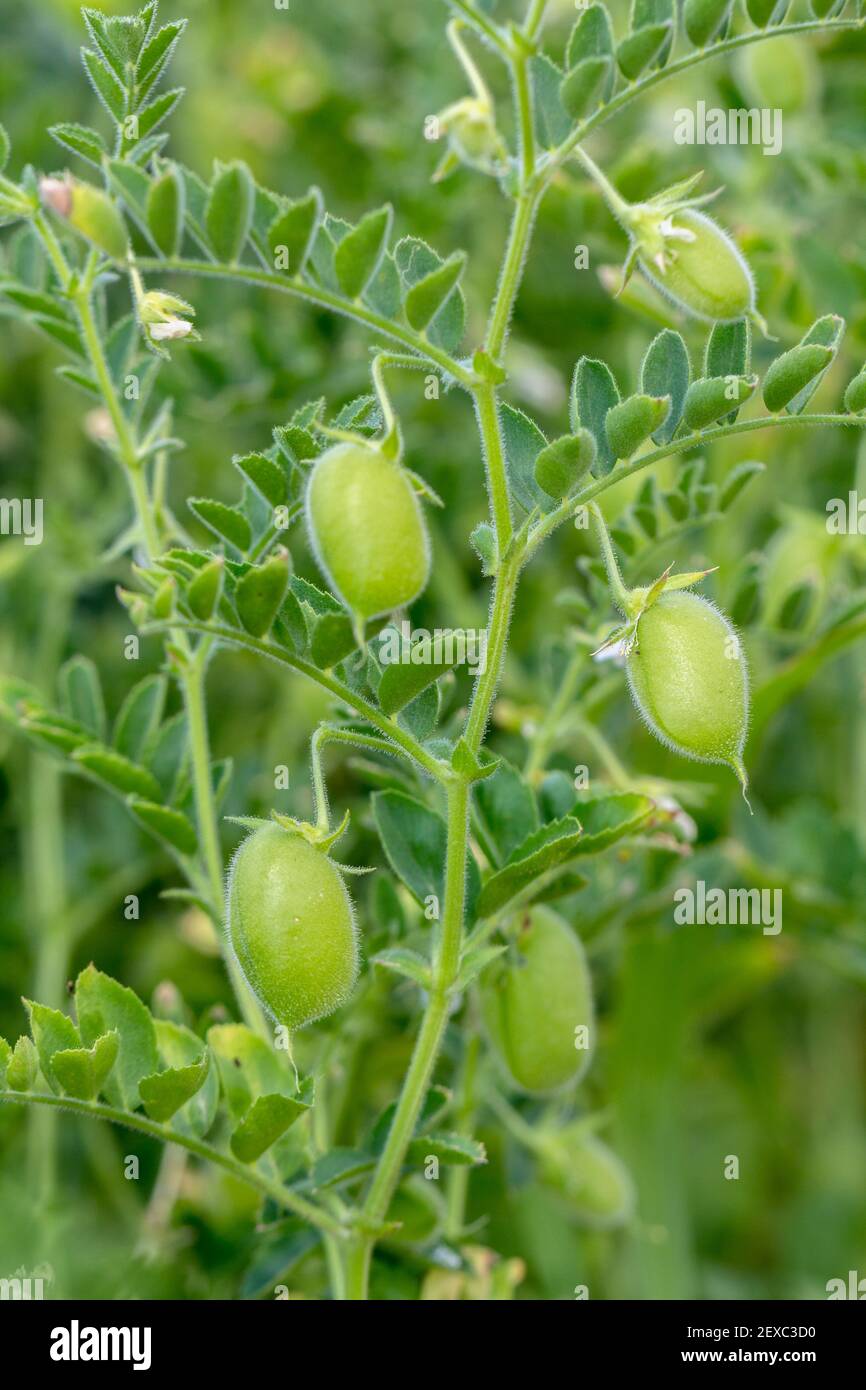 Gousse de pois chiche Banque de photographies et d’images à haute ...