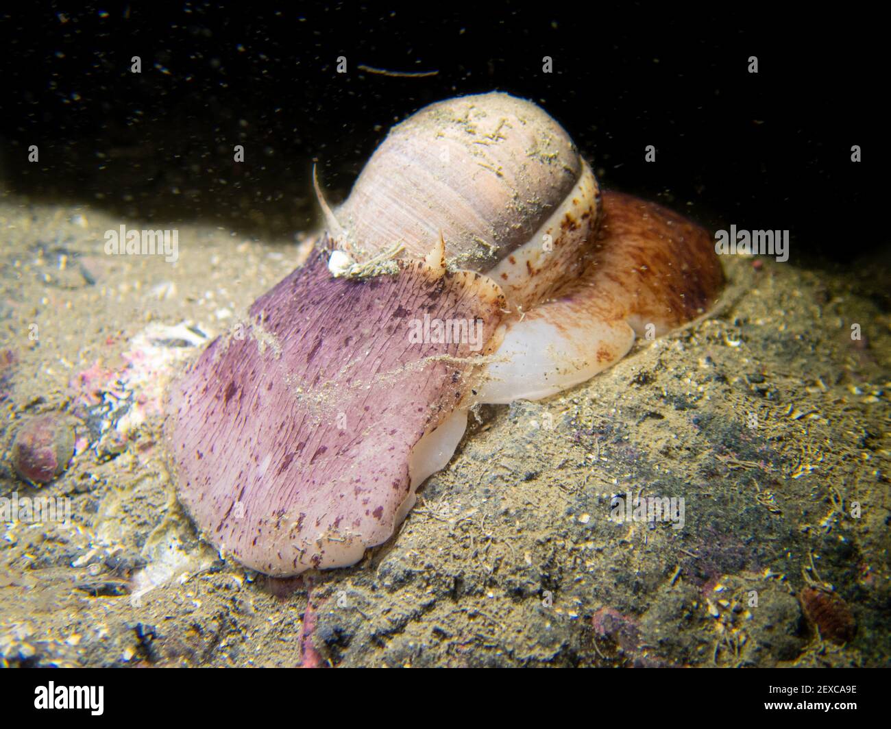 Escargot de lune Banque de photographies et d’images à haute résolution ...