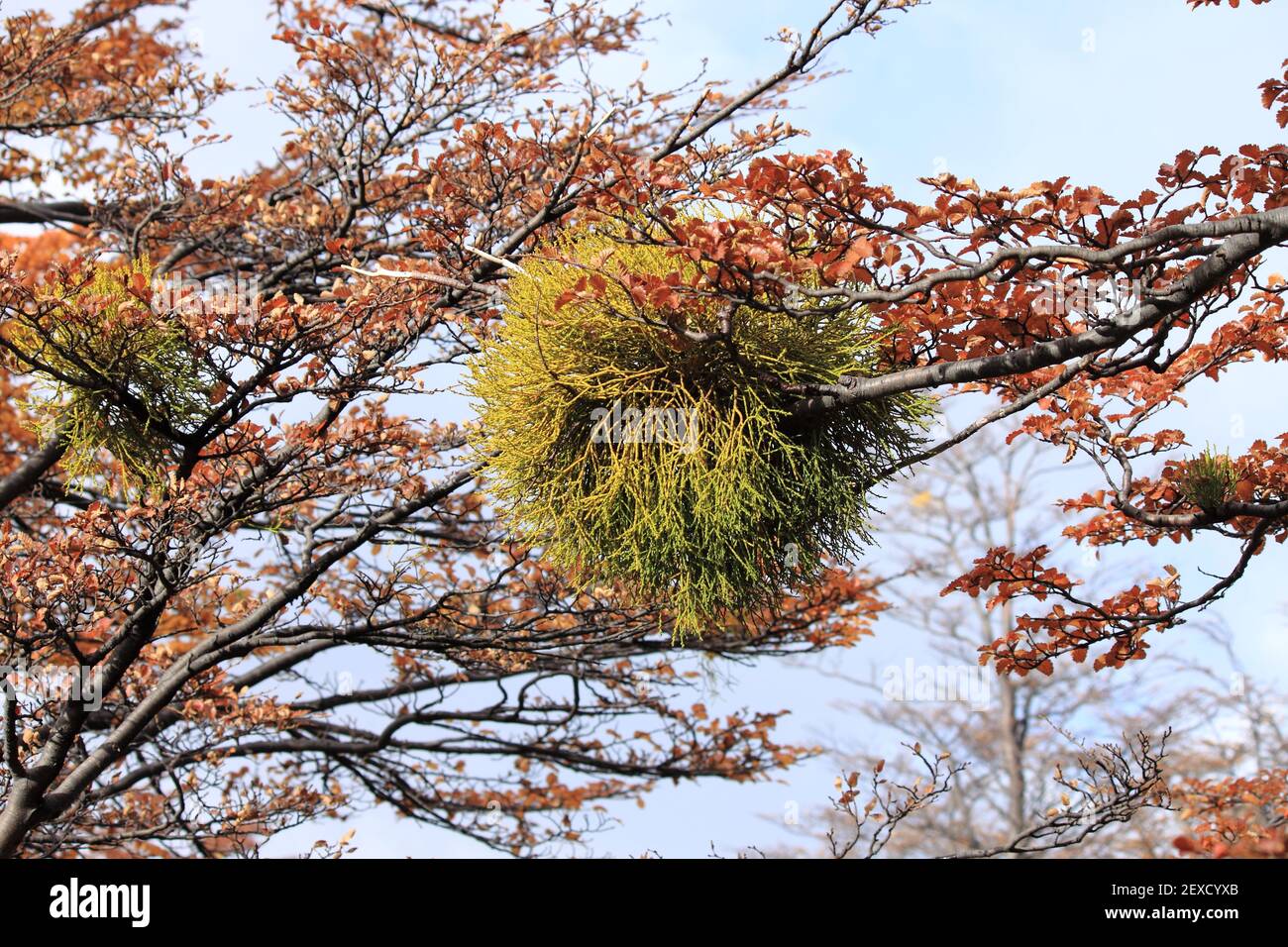 Boule de gui Banque de photographies et d’images à haute résolution - Alamy