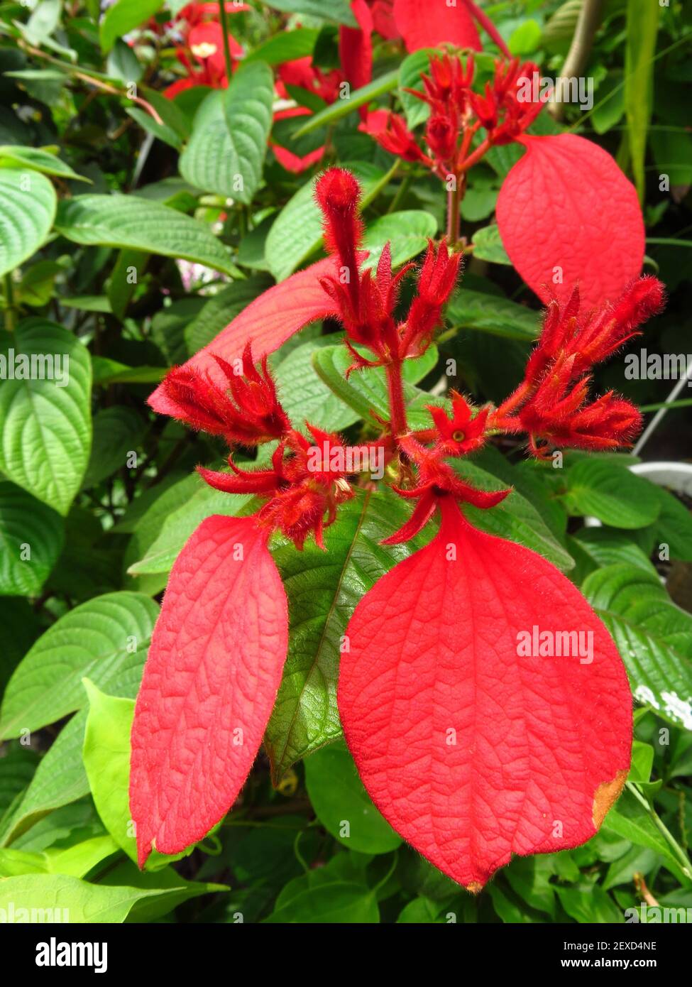 Sang ashanti Banque de photographies et d’images à haute résolution - Alamy