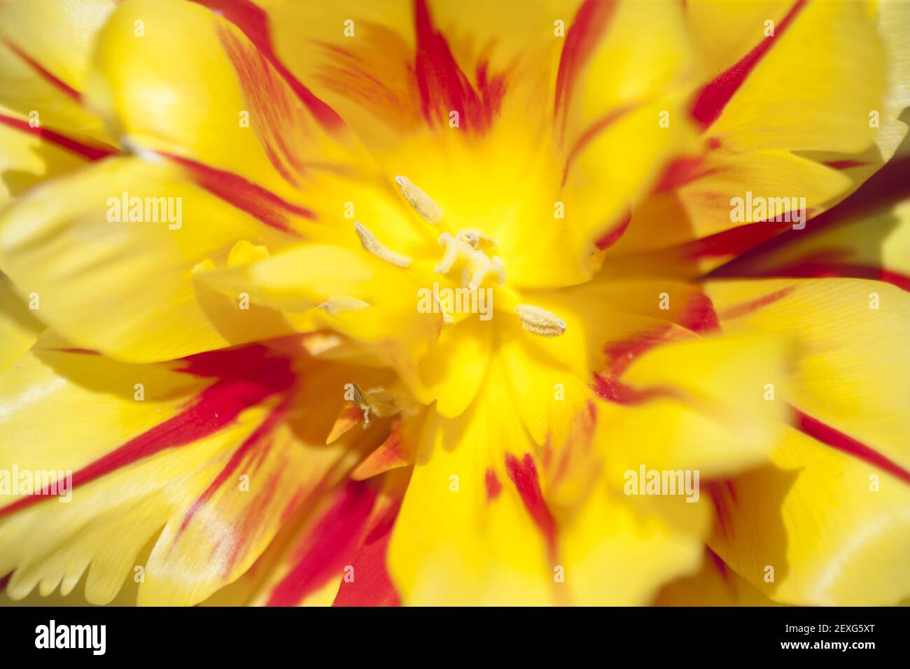 Stigmate de tulipe Banque de photographies et d’images à haute ...