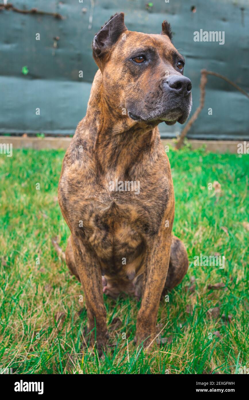 Alano espagnole dog Banque de photographies et d’images à haute ...