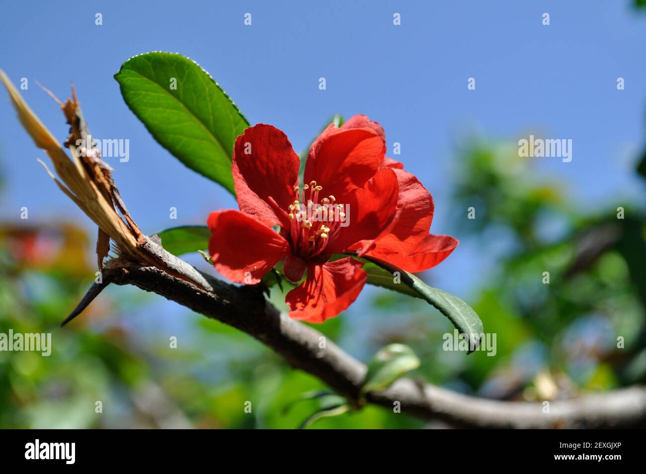 Japanese quince in flower Banque de photographies et d’images à haute ...
