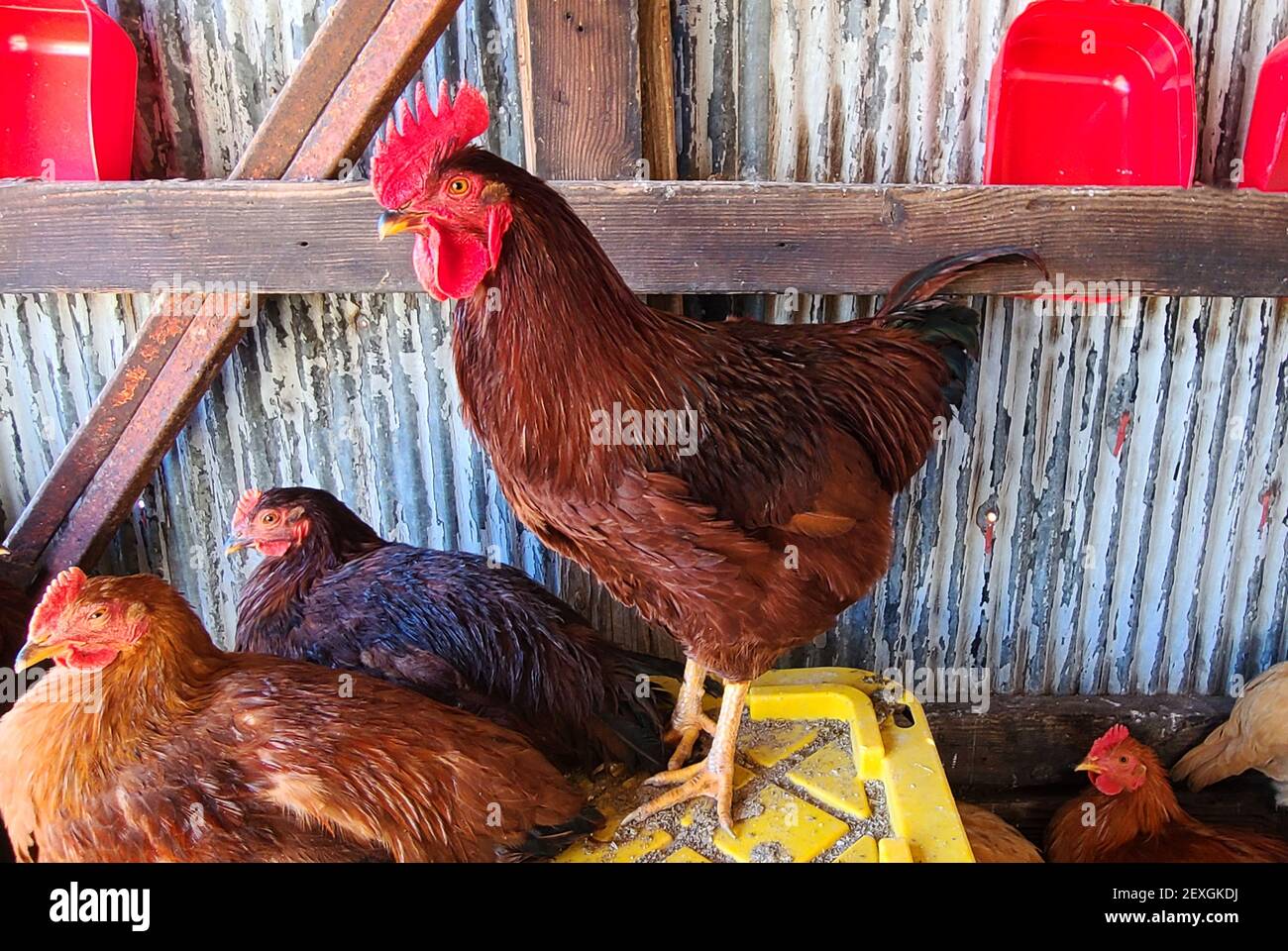 Un jeune coq rouge de Rhode Island contre un métal ondulé Arrière-plan ...