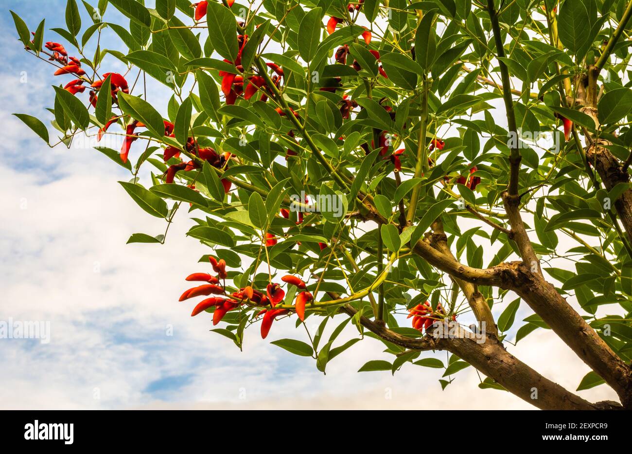 Petit arbre erythrina crista galli Banque de photographies et d’images ...