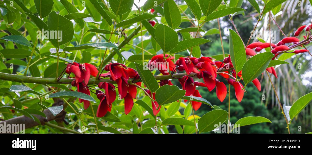 Petit arbre erythrina crista galli Banque de photographies et d’images ...