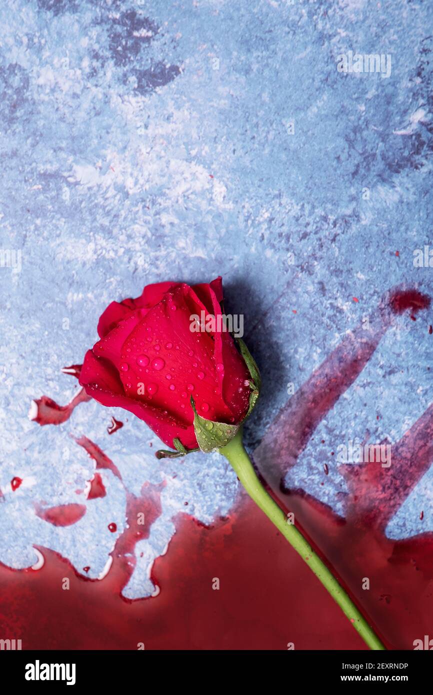 Rose rouge sang Banque de photographies et d’images à haute résolution ...