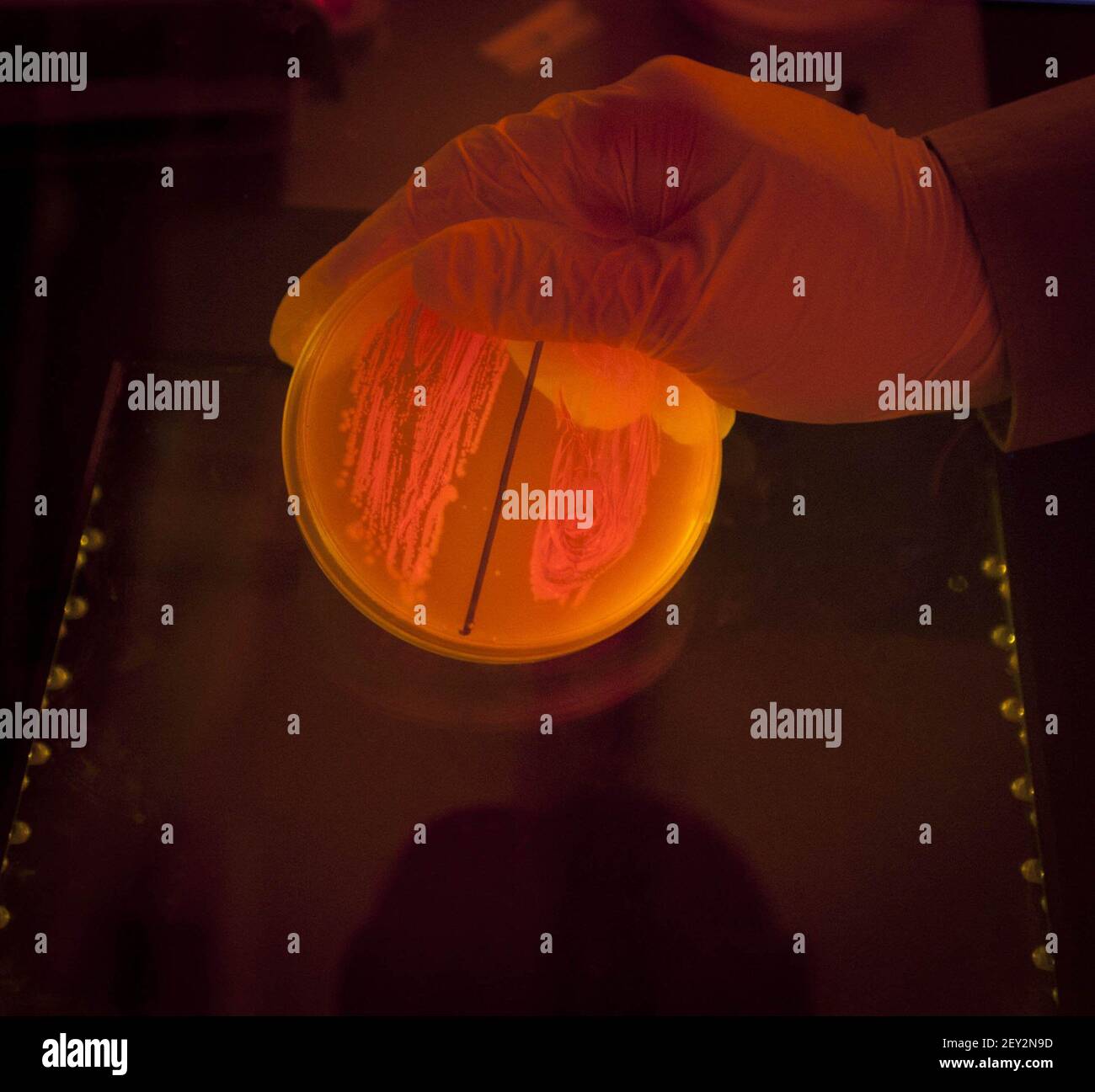 Brian Chow, bioingénieur de l'Université de Pennsylvanie, détient des ...