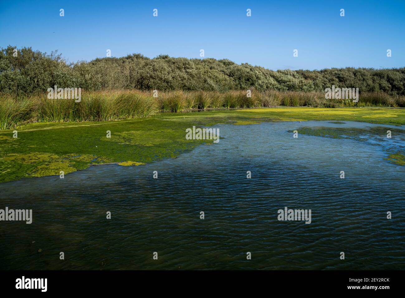 Oso flaco Banque de photographies et d’images à haute résolution - Alamy