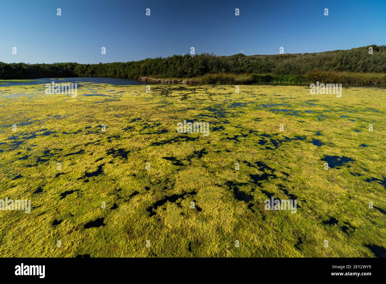 Oso flaco Banque de photographies et d’images à haute résolution - Alamy
