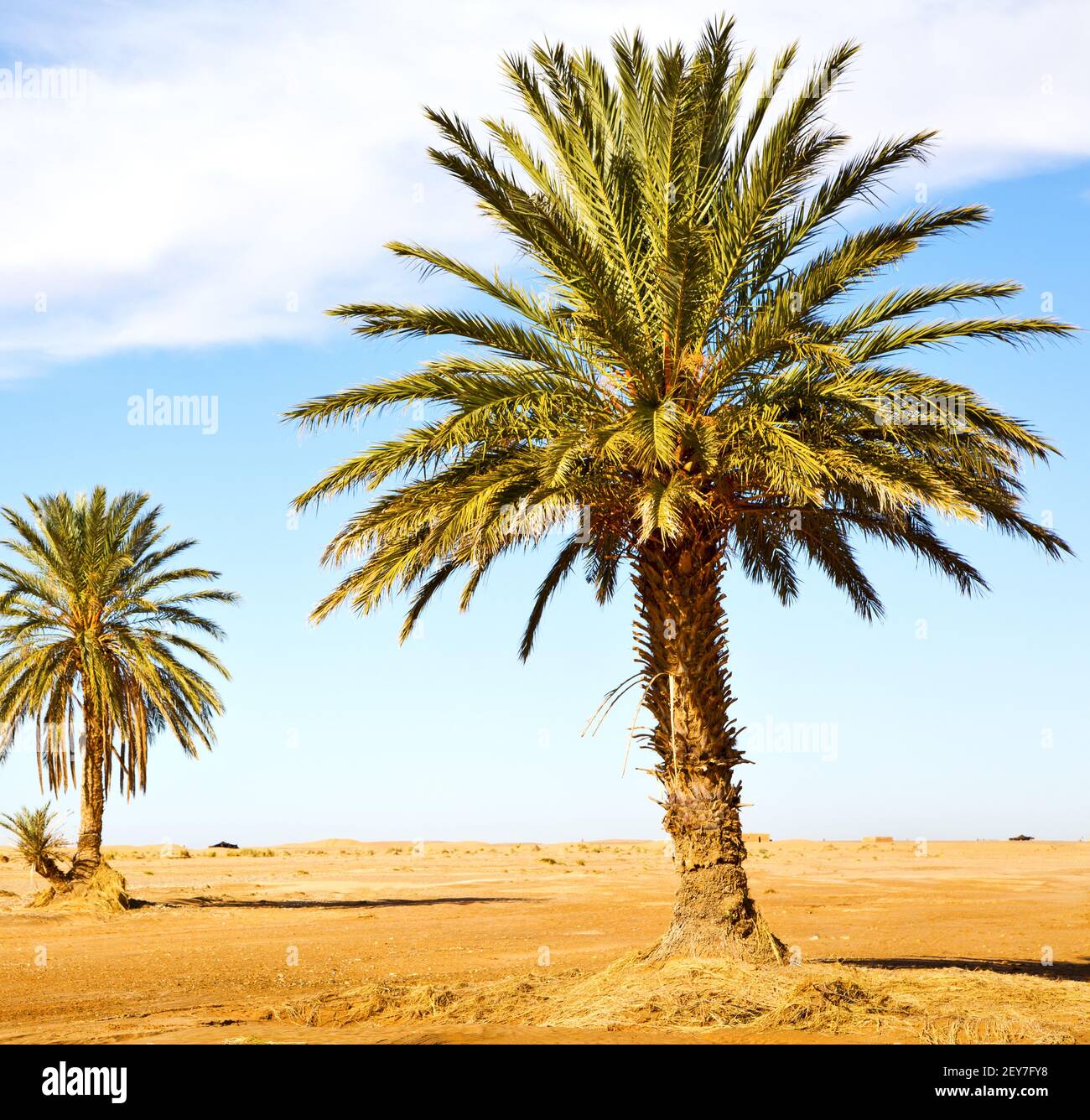 Palmier dans le désert oasi maroc sahara afrique dune Photo Stock - Alamy