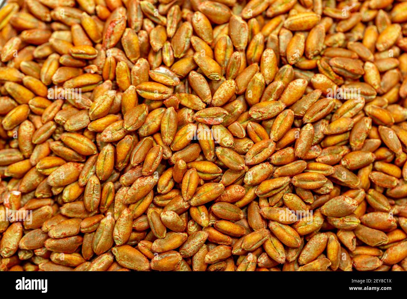 Graines de blé, graines de céréales avec vinaigrette de graines rouges ...