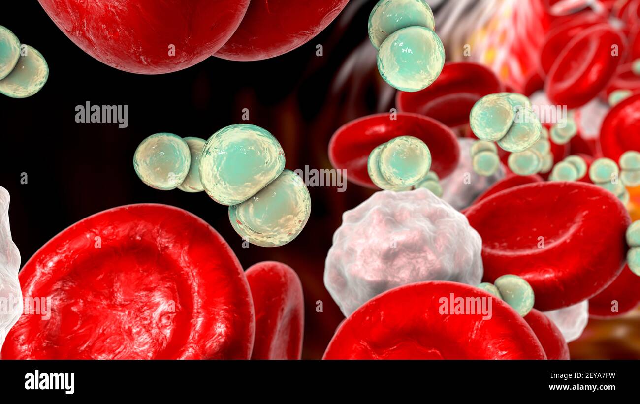 Neisseria meningitidis gram Banque de photographies et d’images à haute ...