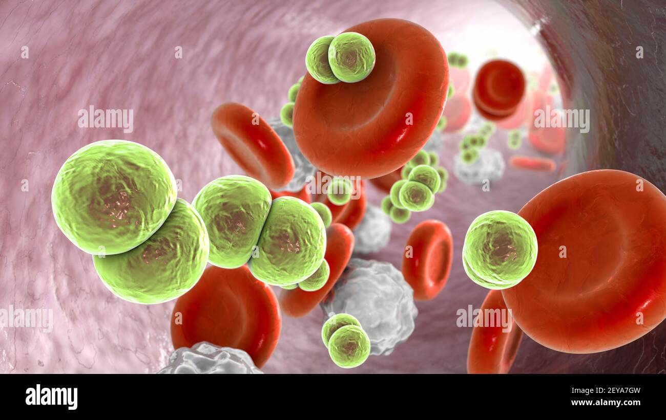 Gram negative neisseria meningitidis Banque de photographies et d ...