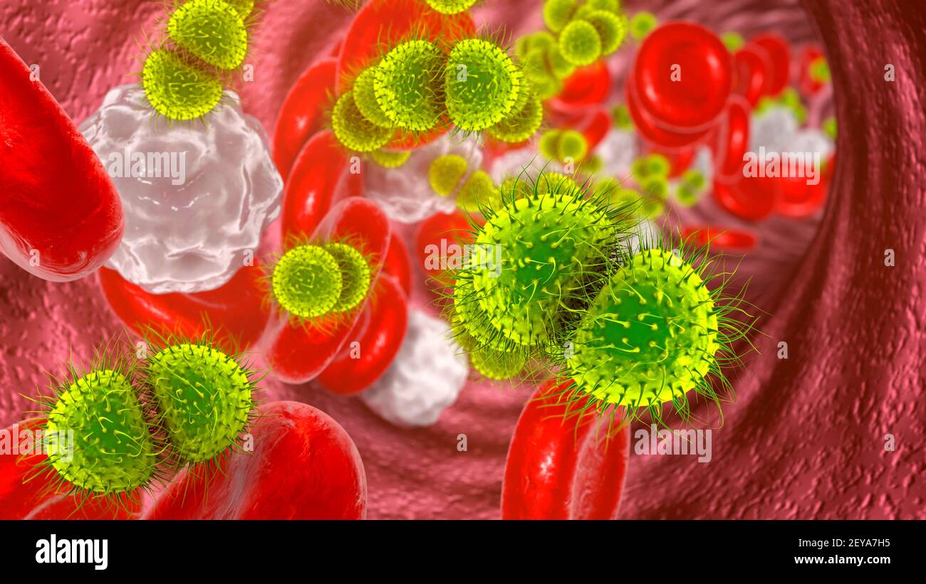 Gram negative neisseria meningitidis Banque de photographies et d ...