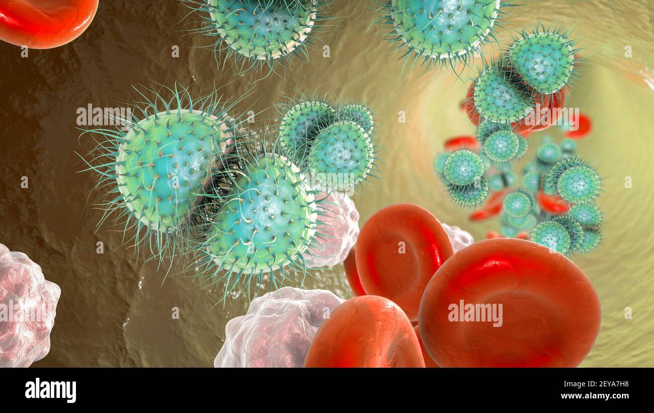Gram negative neisseria meningitidis Banque de photographies et d ...