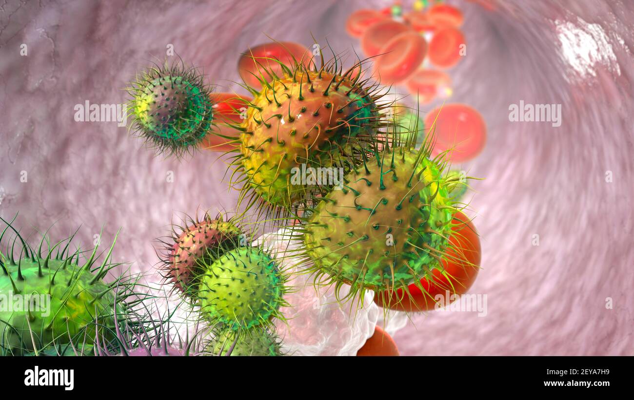 Gram negative neisseria meningitidis Banque de photographies et d ...