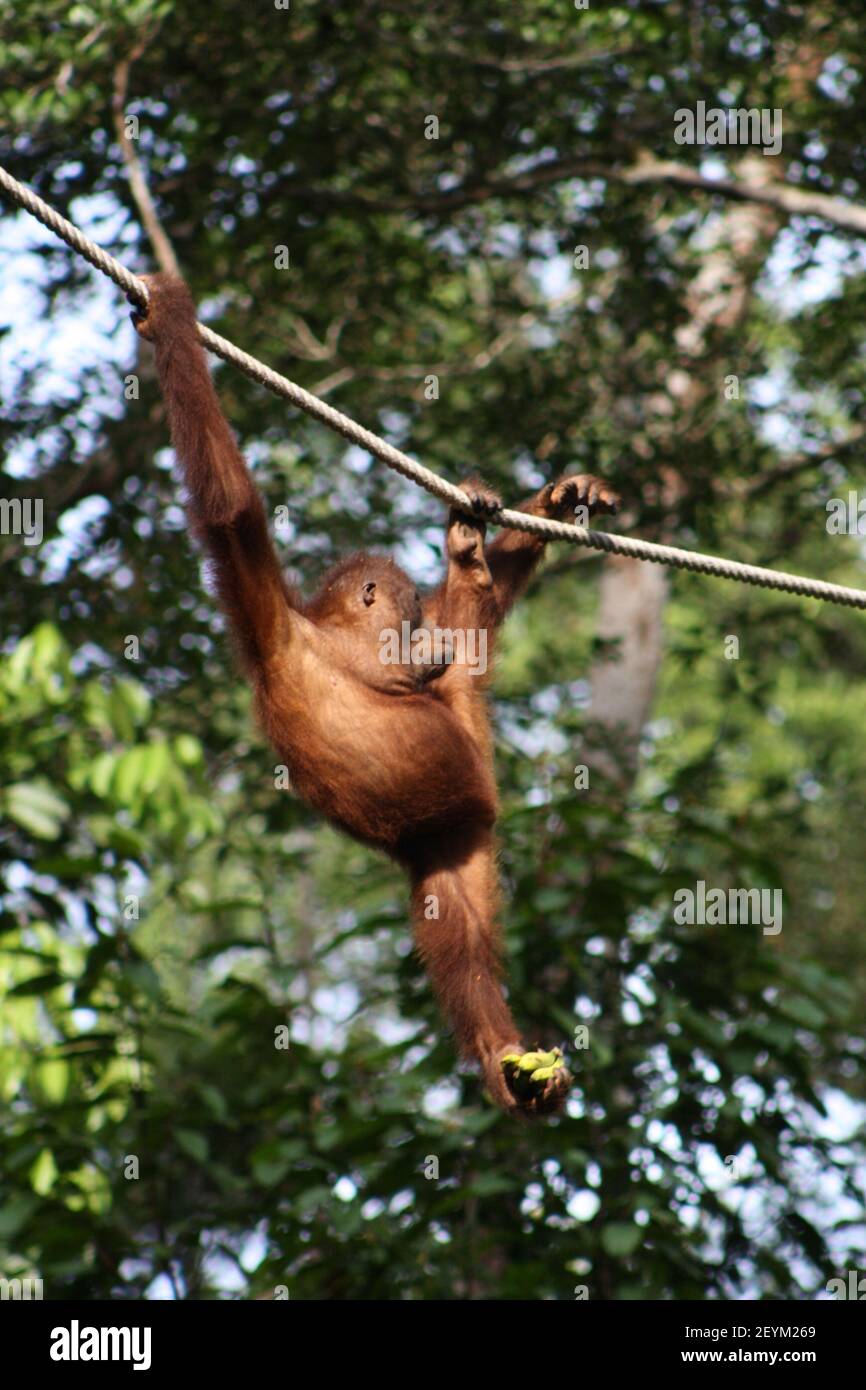 Singes escalade Banque de photographies et d’images à haute résolution ...