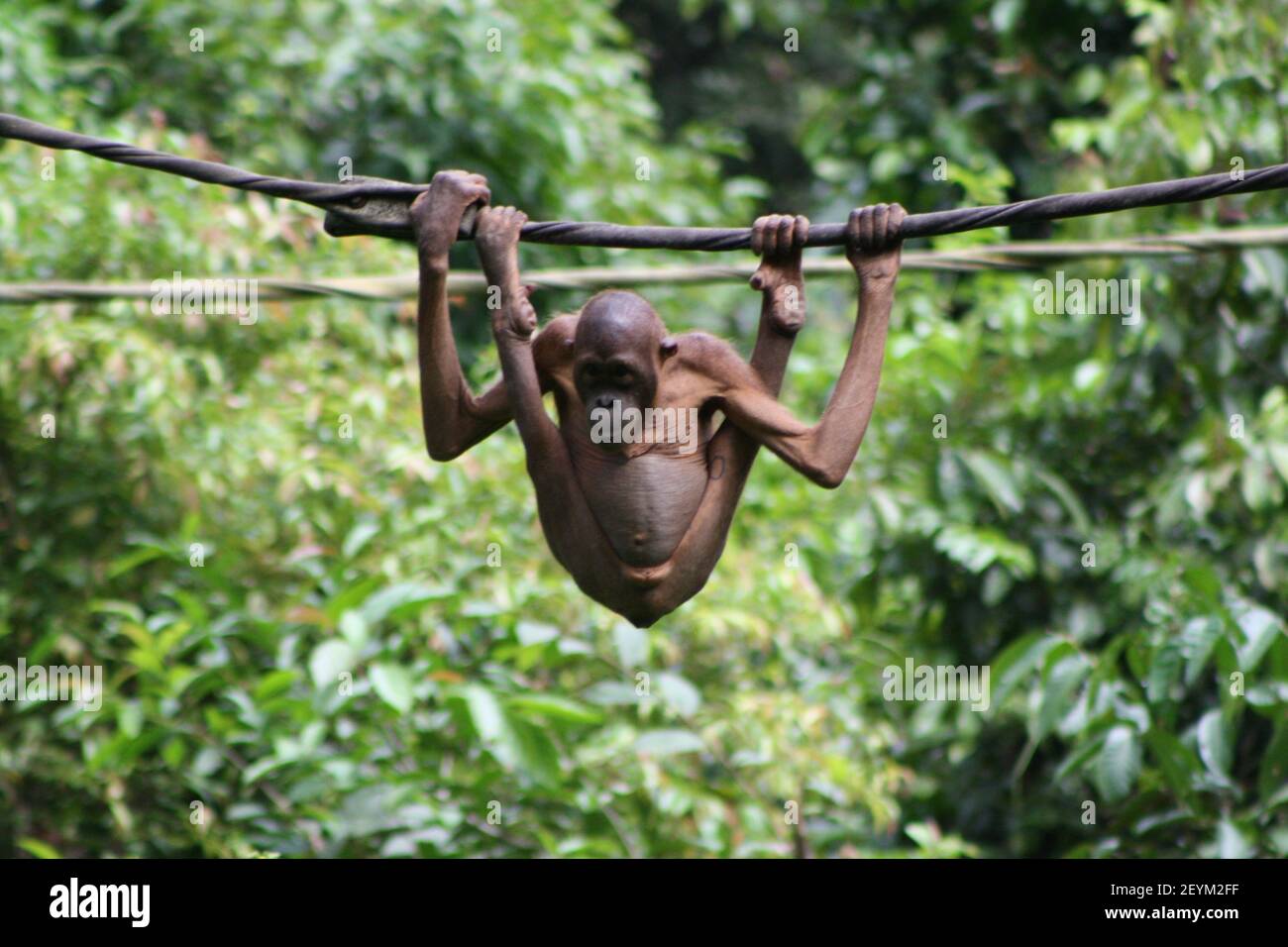 Singes escalade Banque de photographies et d’images à haute résolution ...