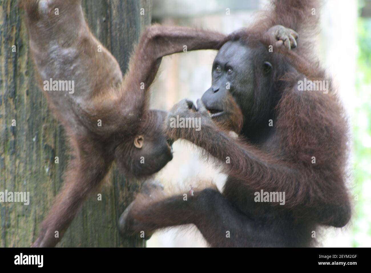 Singes escalade Banque de photographies et d’images à haute résolution ...
