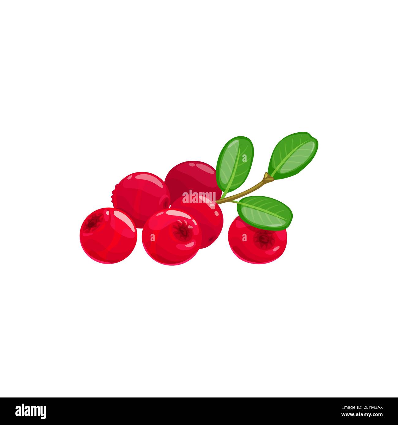 Fruits rouges de montagne Banque d'images vectorielles - Alamy