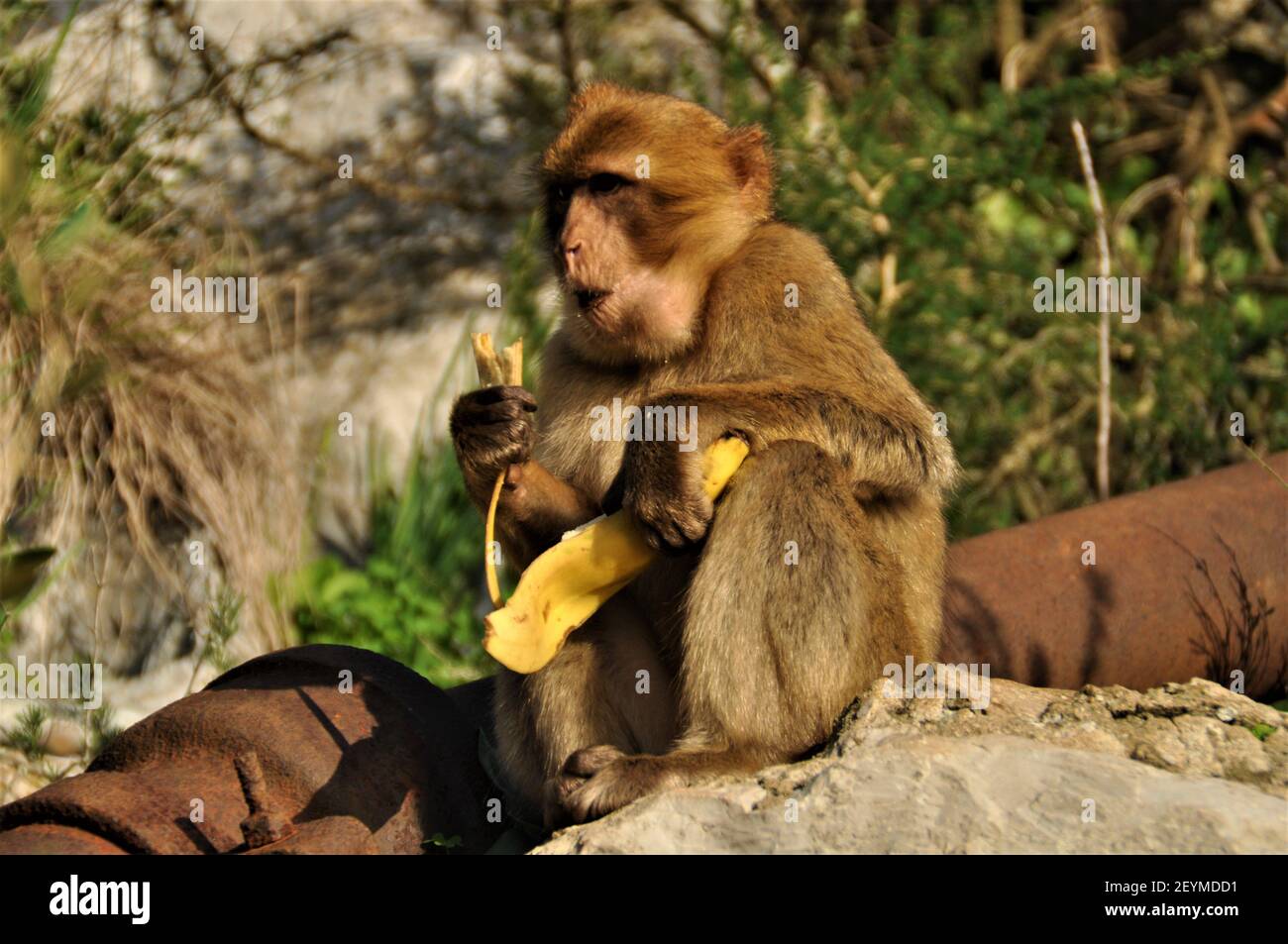 Grand singe expérience Banque de photographies et d’images à haute ...