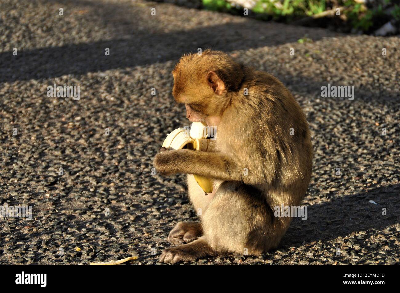 Grand singe expérience Banque de photographies et d’images à haute ...