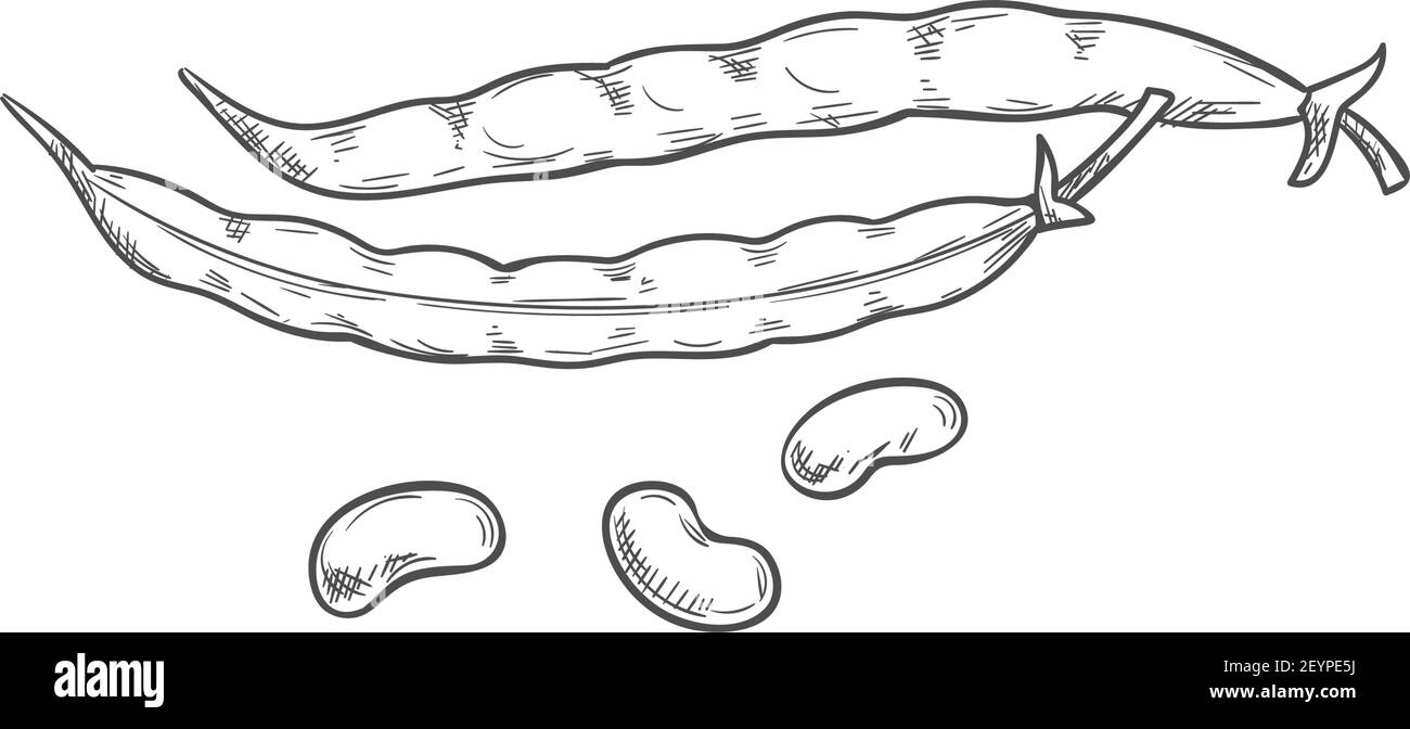 Haricots rouges ou légumes à gousse de pois légumes isolés croquis de ...