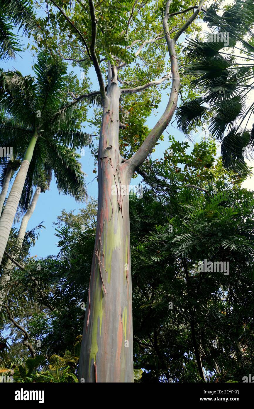 Rainbow eucalyptus tree Banque de photographies et d’images à haute ...