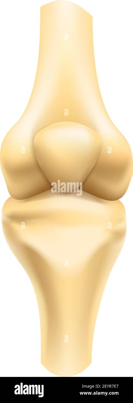 Articulation avec cartilage sain, vue avant des os isolés. Anatomie ...