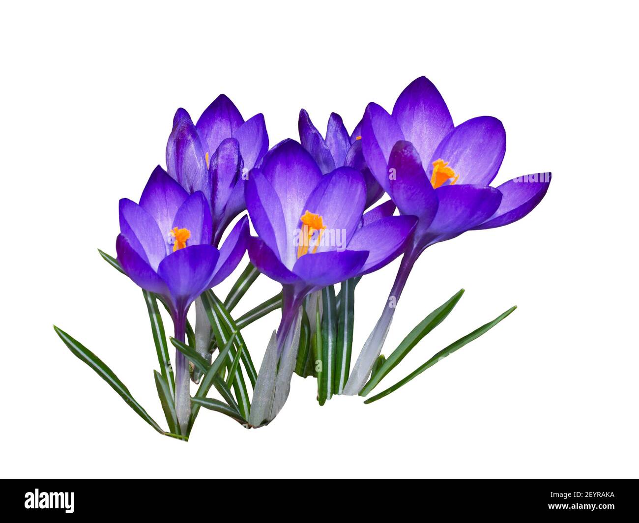 Safran blanc vert Banque de photographies et d’images à haute ...