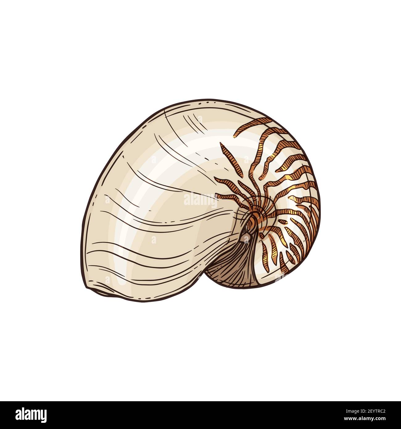 Atlantique natica Banque de photographies et d’images à haute ...