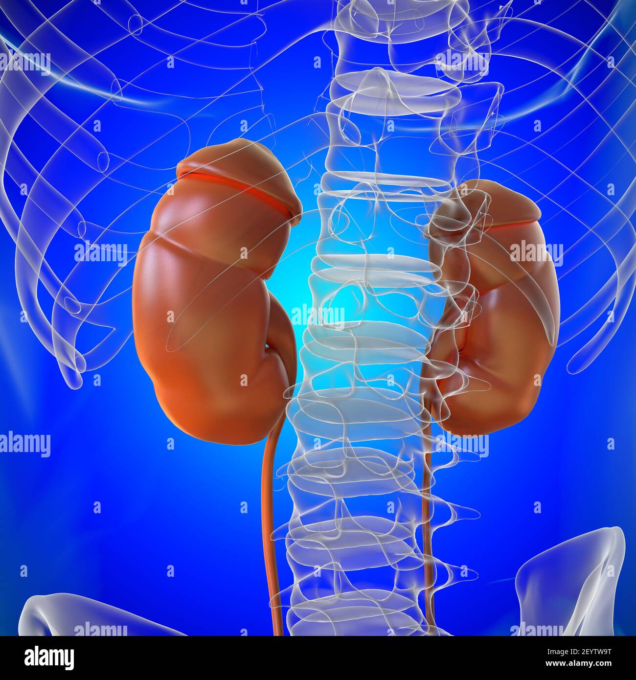 Système urinaire humain reins Anatomy for Medical concept 3D ...