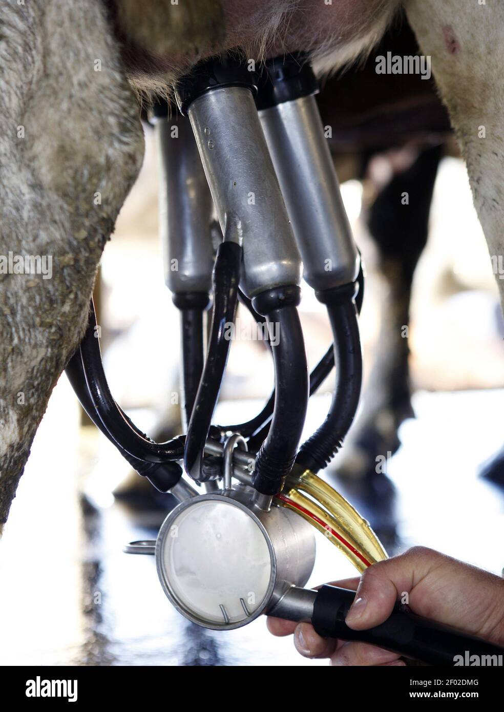 Vache automatique Banque d'image et photos - Alamy