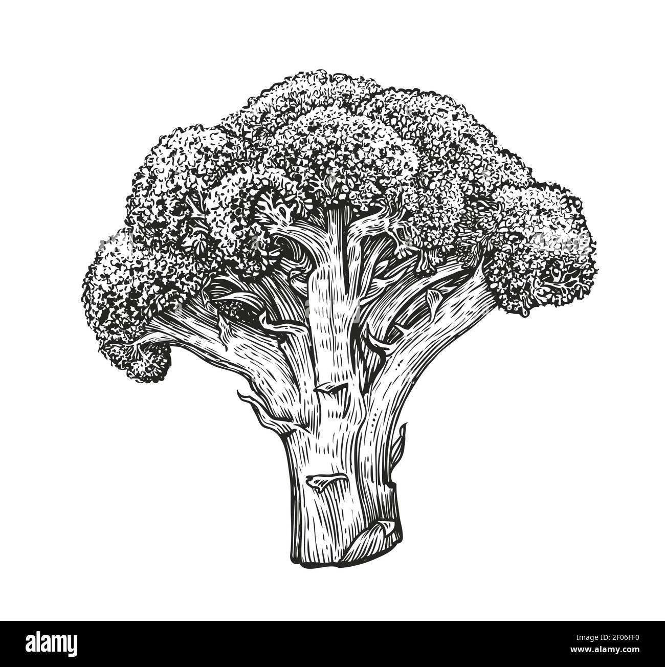 Broccoli drawing Banque de photographies et d’images à haute résolution ...