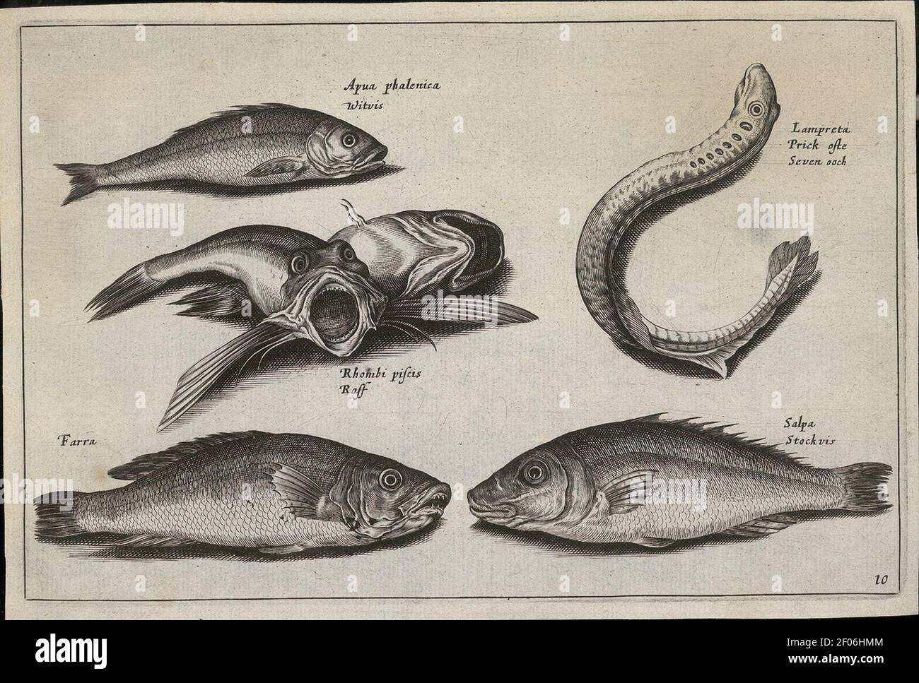 Icônes de piscium vivae Banque de photographies et d’images à haute ...