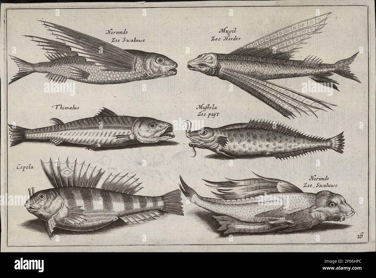 Icônes de piscium vivae Banque de photographies et d’images à haute ...