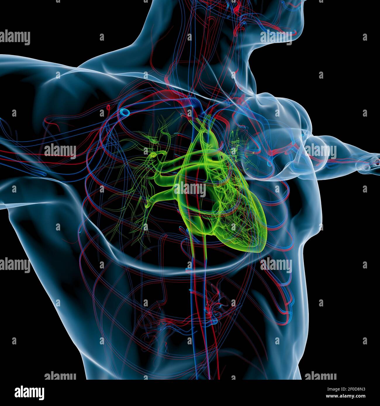 Anatomie du cœur humain pour l'illustration 3D du concept médical Photo ...