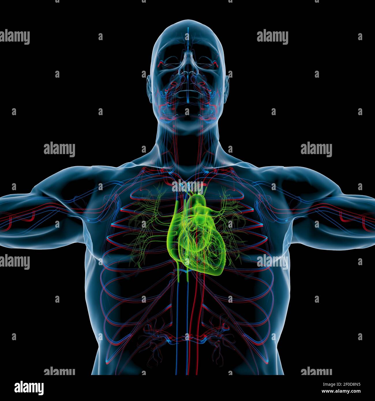 Anatomie du cœur humain pour l'illustration 3D du concept médical Photo ...