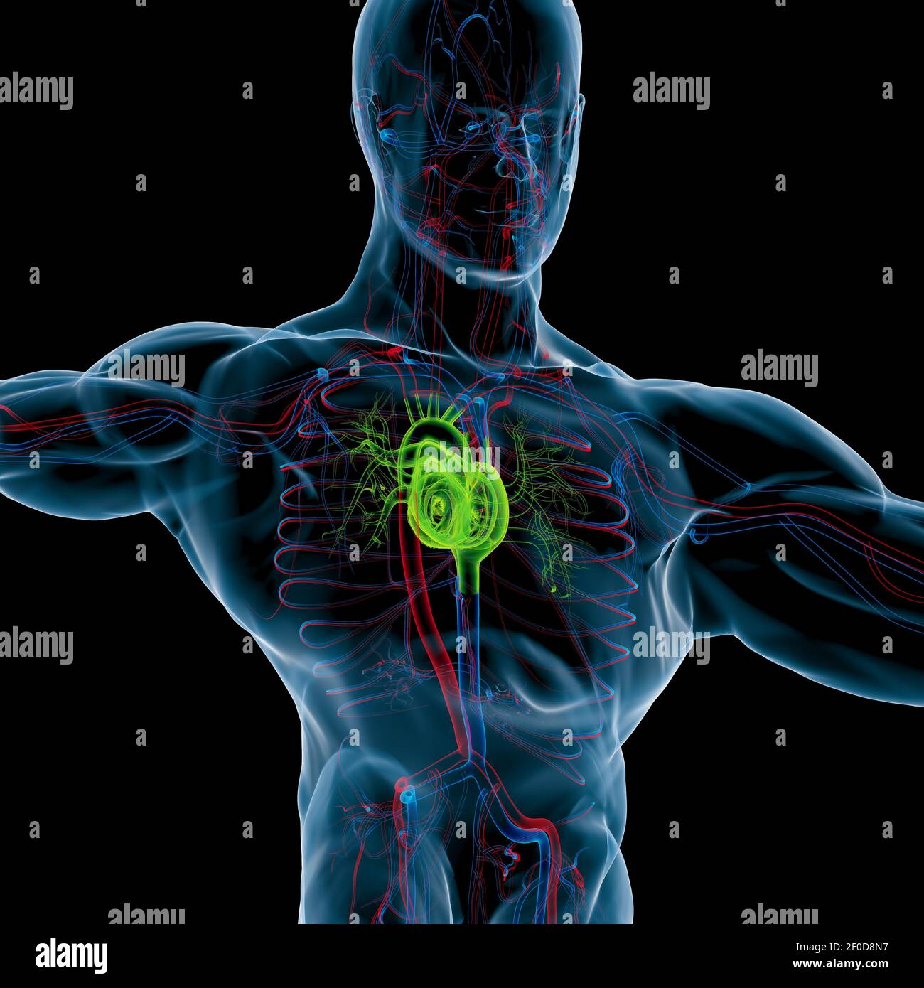 Anatomie du cœur humain pour l'illustration 3D du concept médical Photo ...