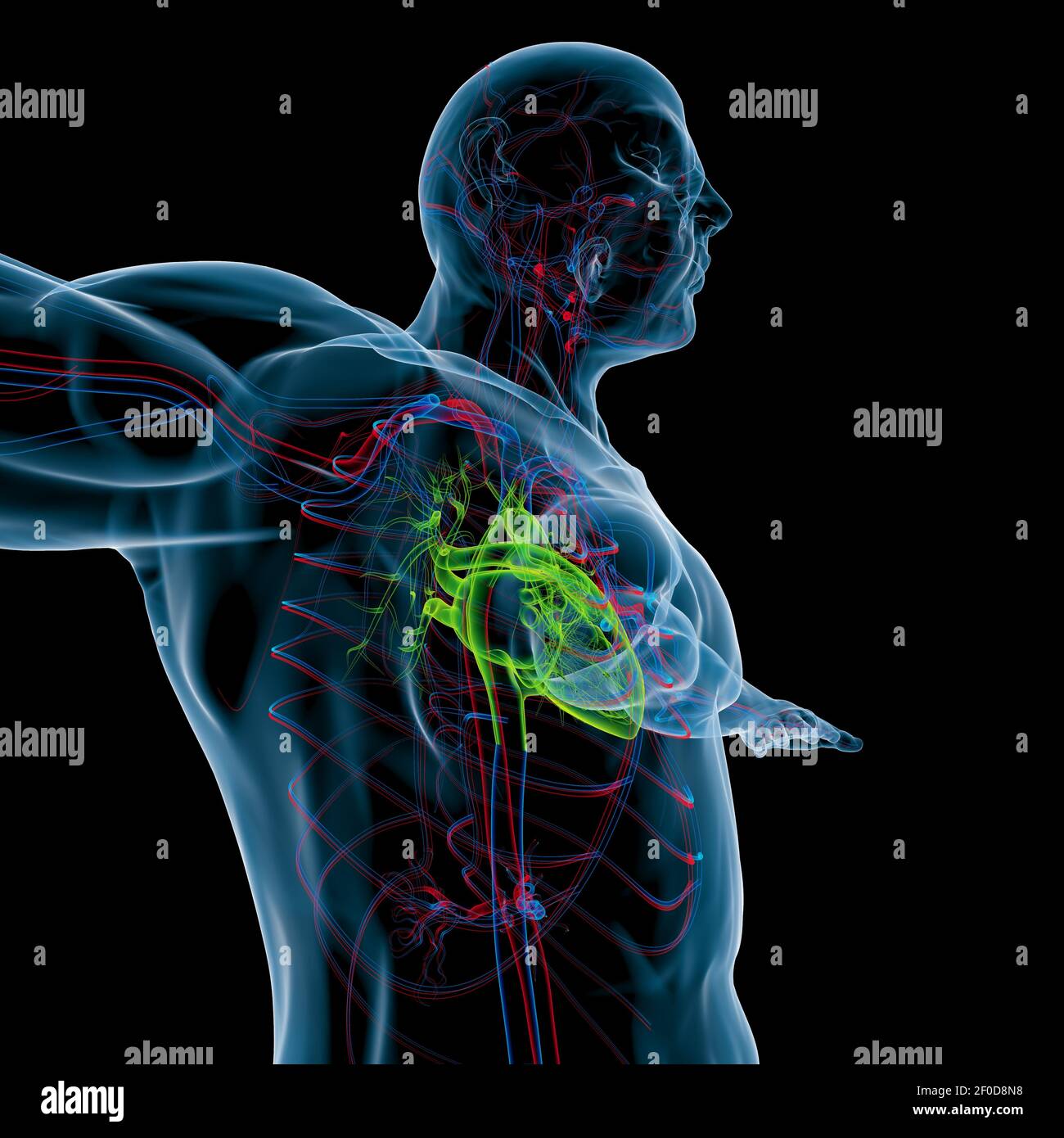 Anatomie du cœur humain pour l'illustration 3D du concept médical Photo ...
