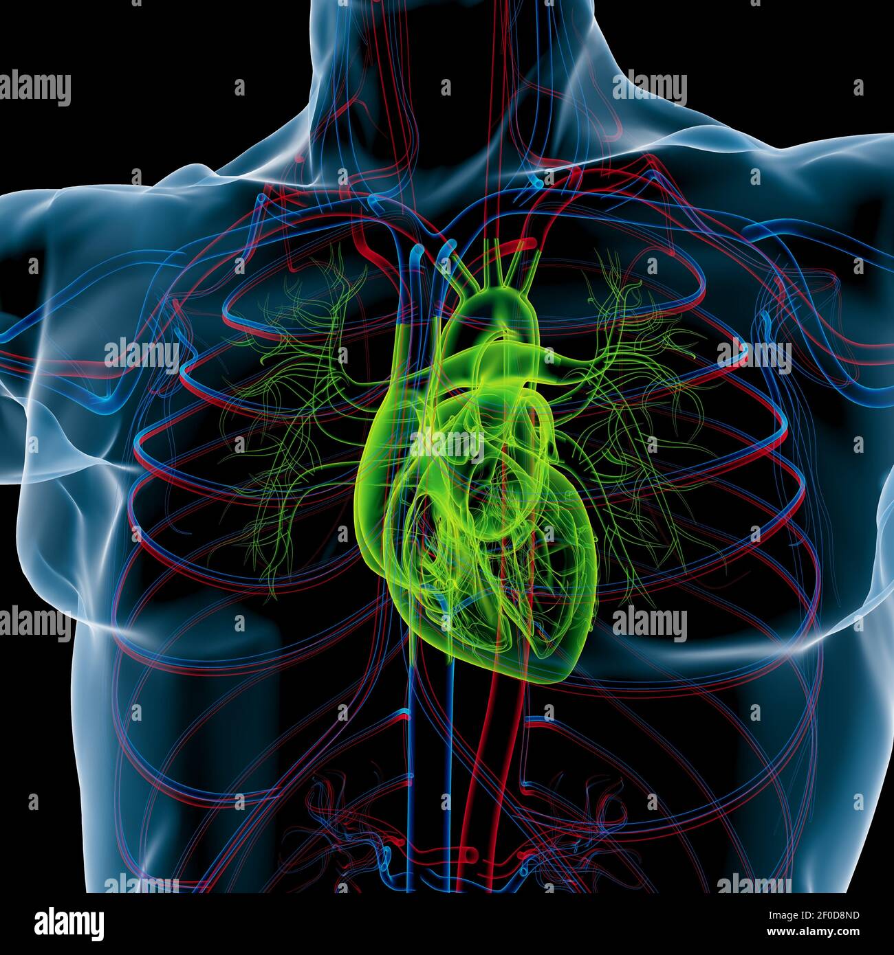 Anatomie du cœur humain pour l'illustration 3D du concept médical Photo ...