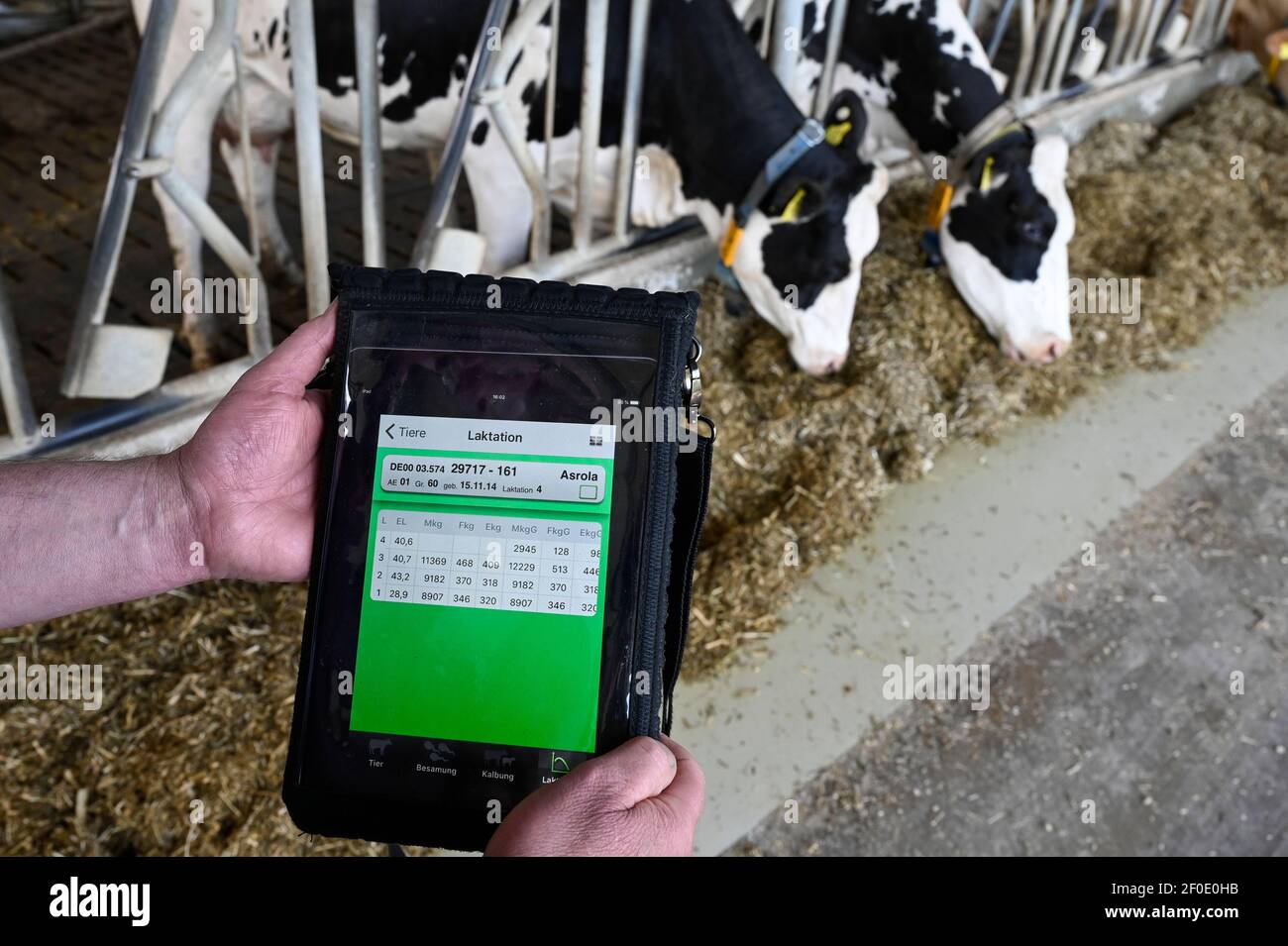 ALLEMAGNE, ECHEM, ferme laiterie intelligente de vache laitière, numérisation de l'agriculture ...