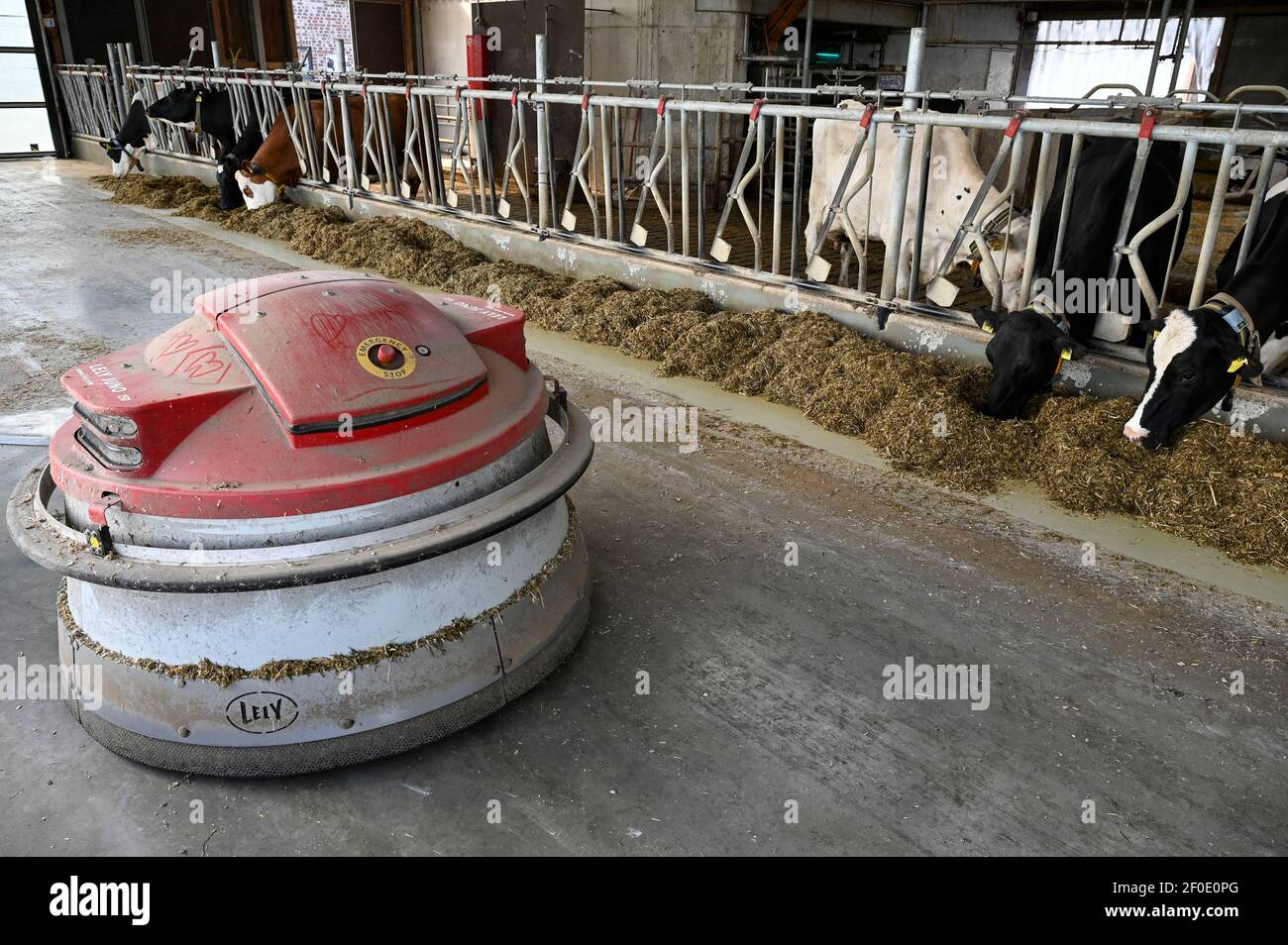 Robot de traite lely Banque de photographies et d’images à haute résolution - Alamy